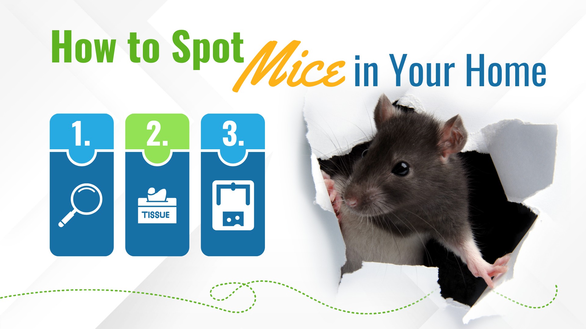 How to Spot Mice in Your Home: 3 Tips