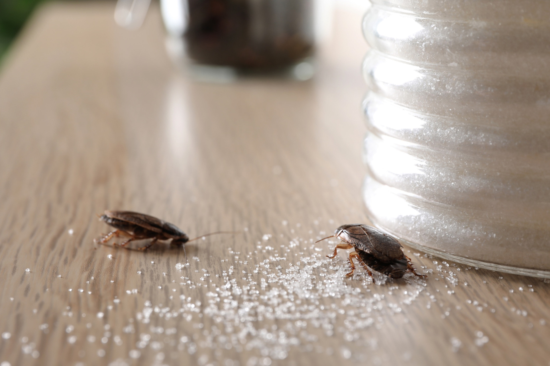 Why Roaches May Be a Problem During the Winter